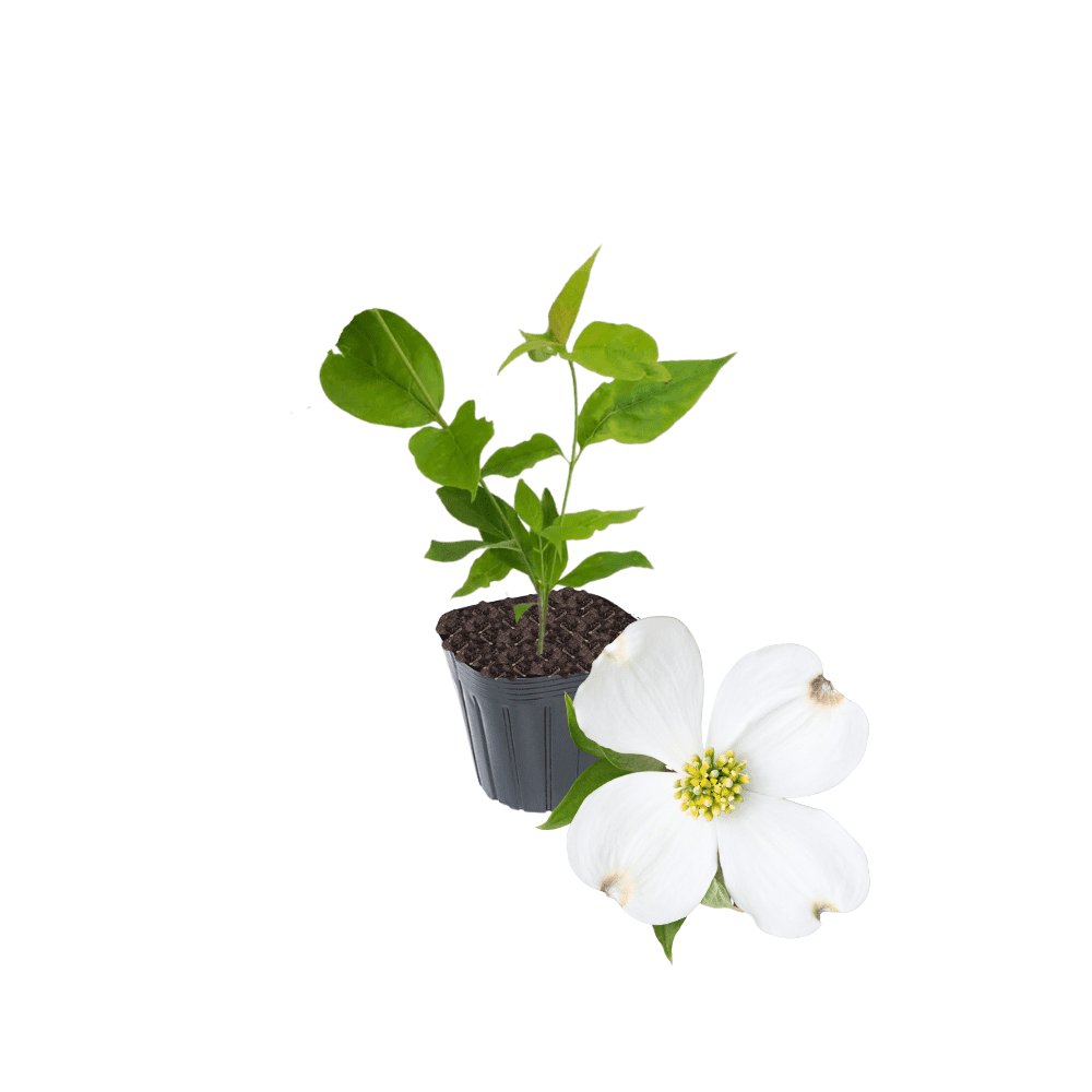 White Dogwood Live Plant, Dormant Tree in Quart Pot, Cornus Florida for ...