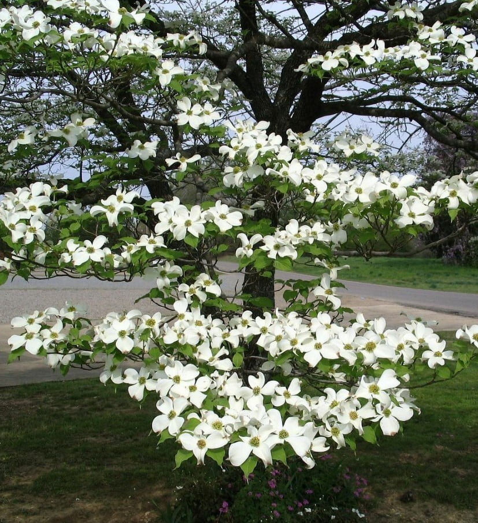 White Dogwood Tree Live Plant 8-14" Tall in 4" pot - Walmart.com