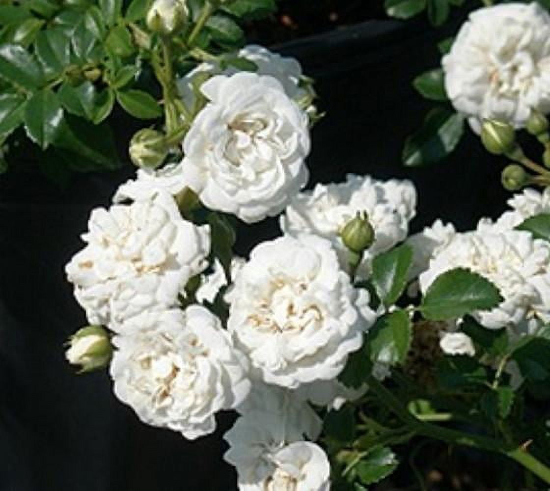 White Drift Groundcover Rose - Fragrant Live Plant - 1 QT Size ...
