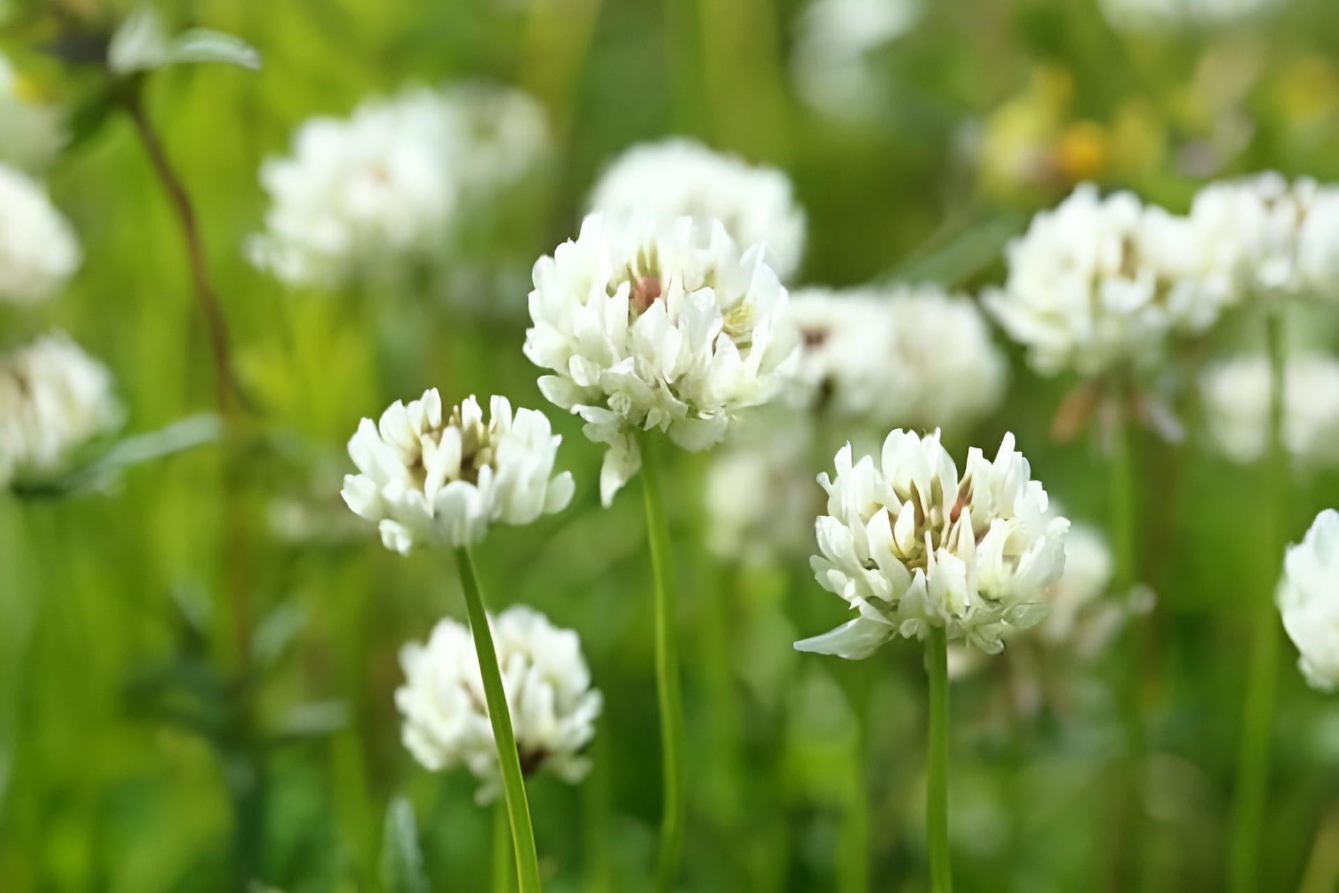 White Dutch Clover Seed Flowering Seeds for Wildlife Food Plots & Soil ...