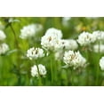 White Dutch Clover Seed Flowering Seeds for Wildlife Food Plots & Soil ...