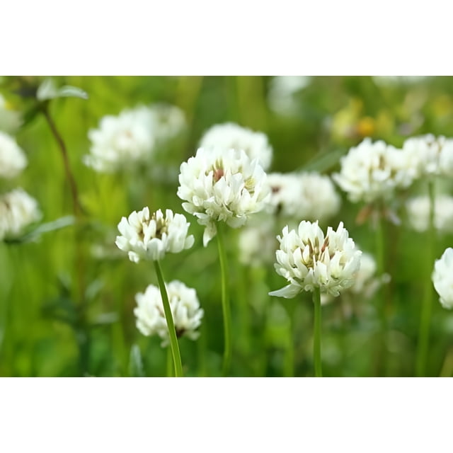 White Dutch Clover Seed Flowering Seeds for Wildlife Food Plots & Soil ...