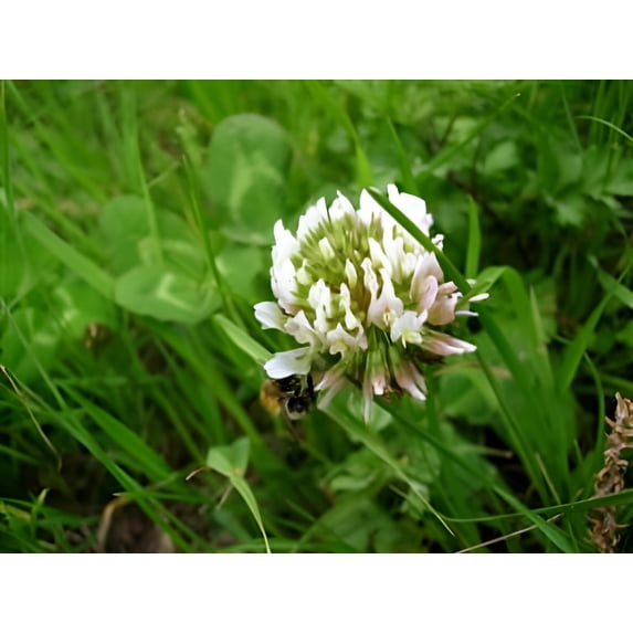 Seed Ranch, White Dutch Clover Seed, Nitro Coated & Inoculated 1 lb ...