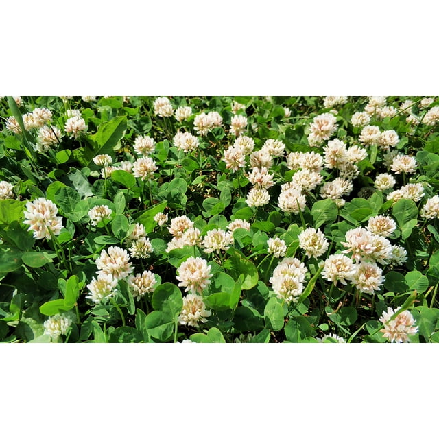 White Dutch Clover Seeds for Planting, Ground Cover, Lawn Alternative ...