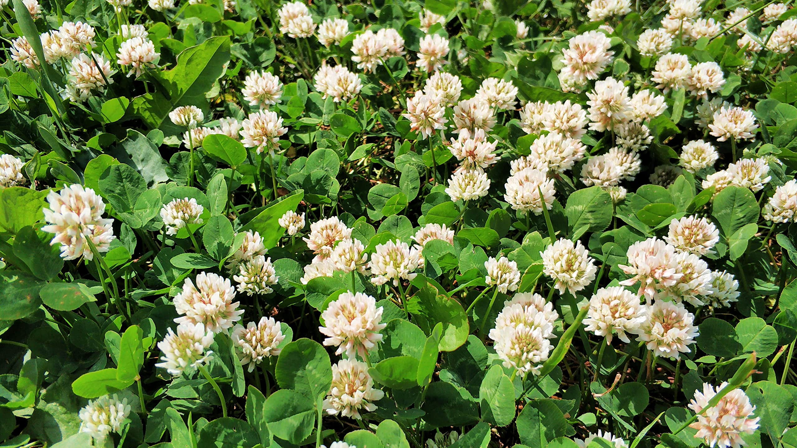 White Dutch Clover Seeds for Planting, Ground Cover, Lawn Alternative ...