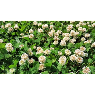 Outsidepride White Dwarf Miniclover Seeds, Mix Bulk for Sun or Shade, 5 ...