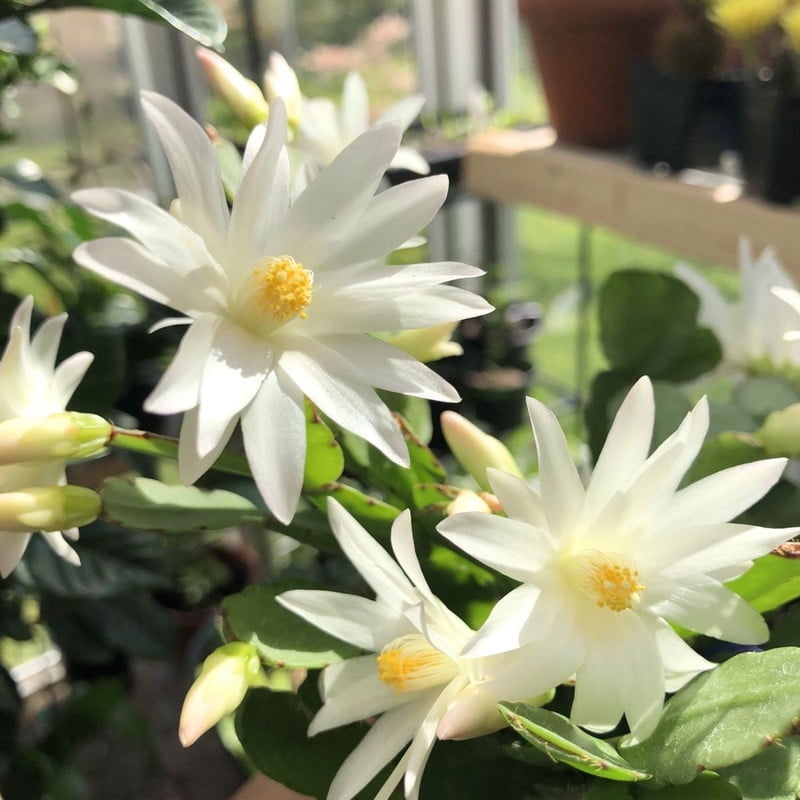 White Easter Cactus Live Houseplant, Spring Blooming Succulent, 3 Inch ...