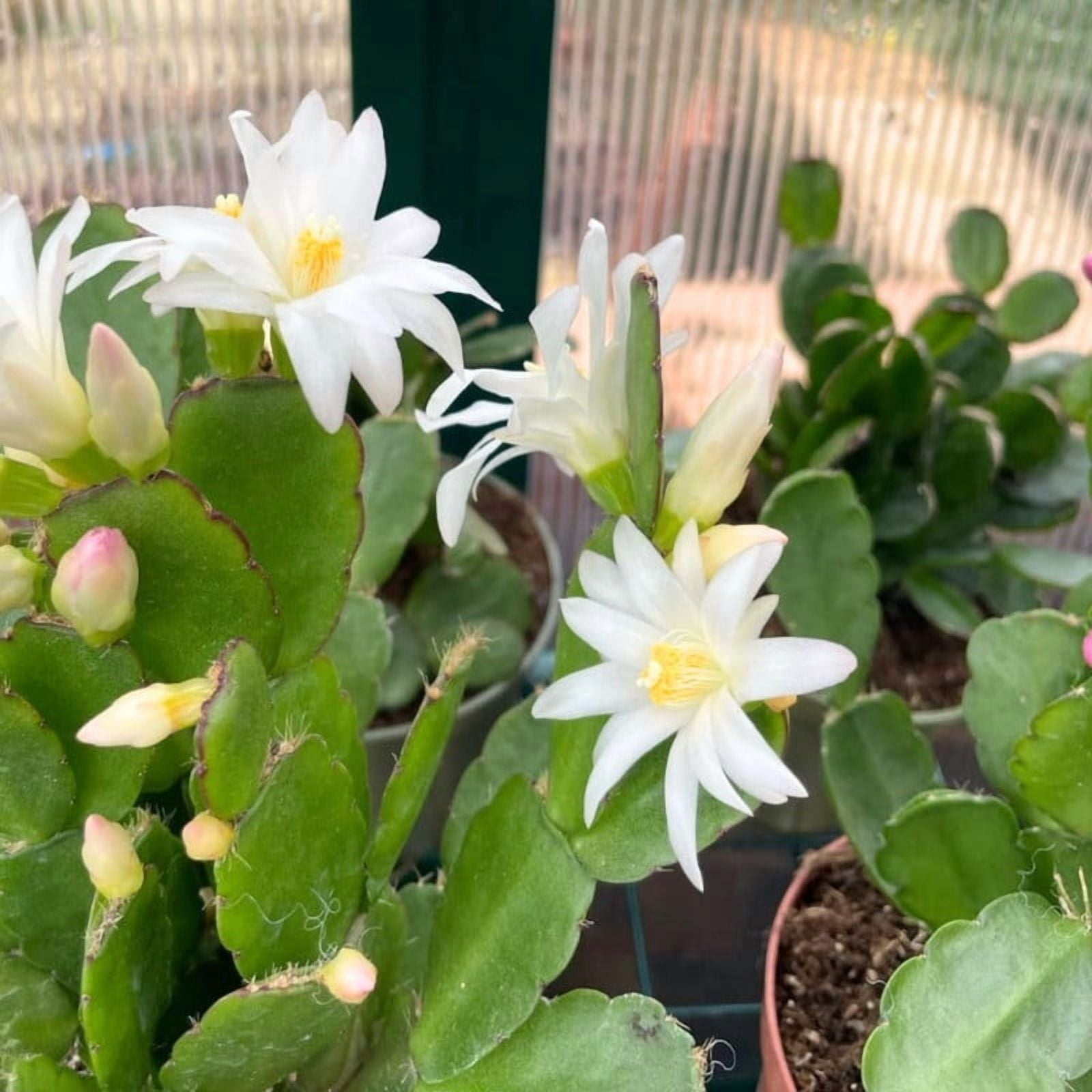 White Easter Cactus Live Plant, Spring Flowering Indoor Plant, 3 Inch ...