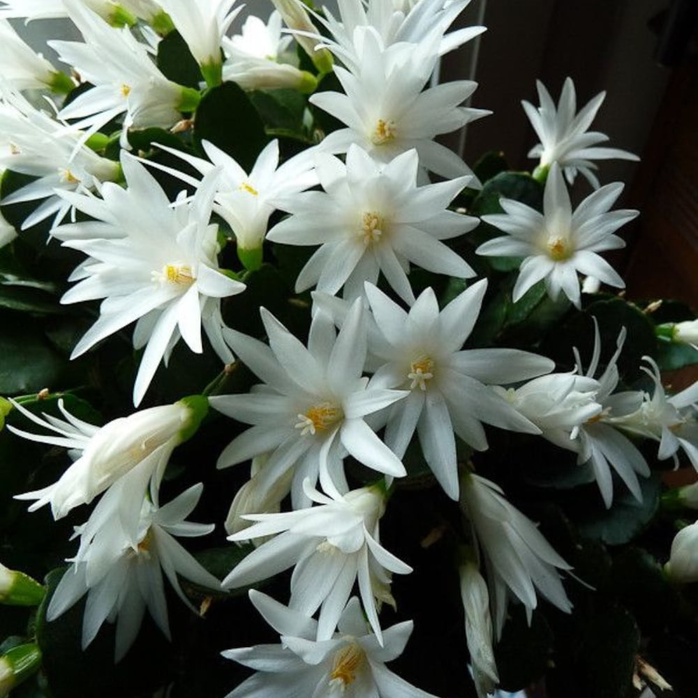 White Easter Cactus Plants Live, Spring Cactus from 4 to 9 Inches Tall ...