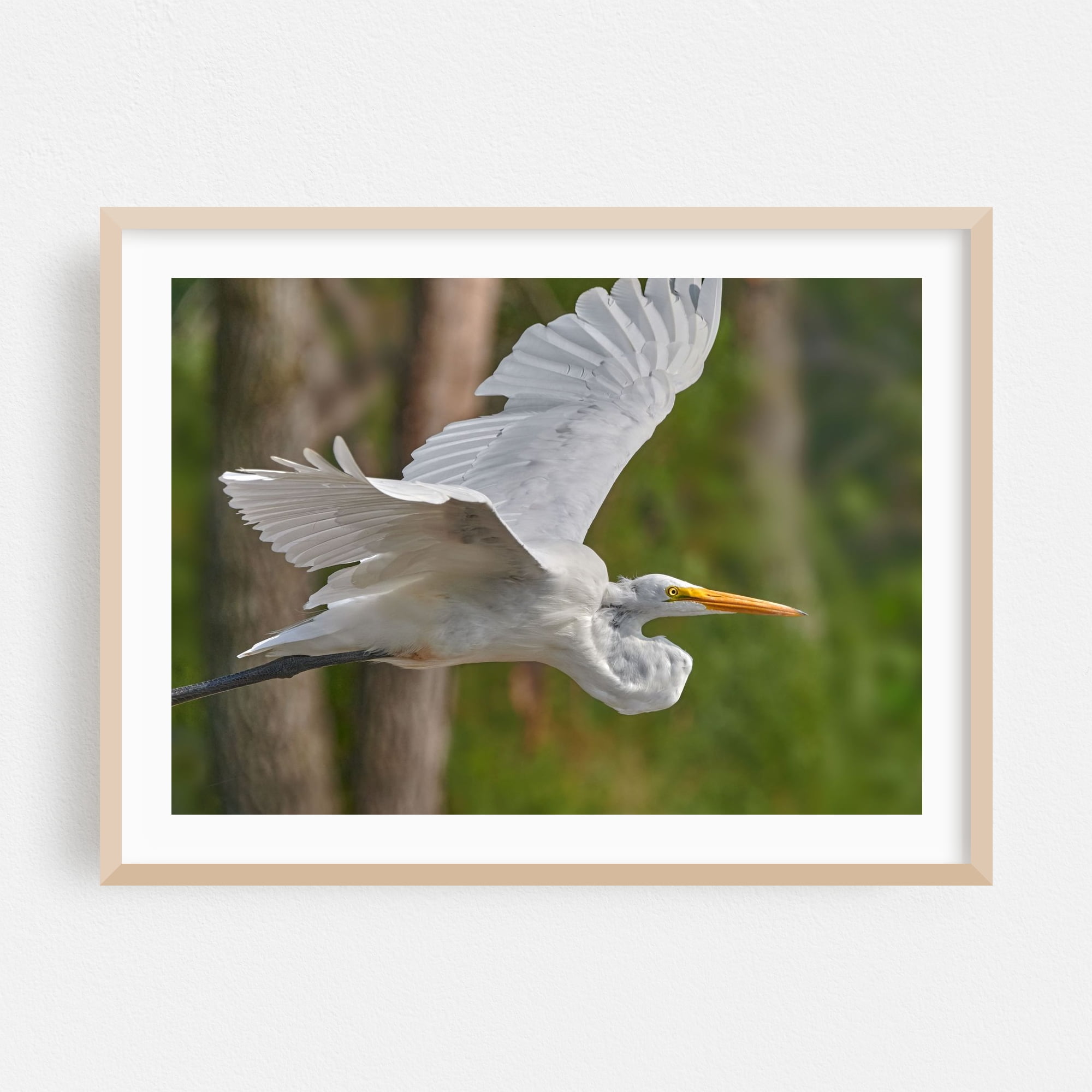 White Egret In Flight - Photography Wildlife Bird Nature Animal Scenic ...