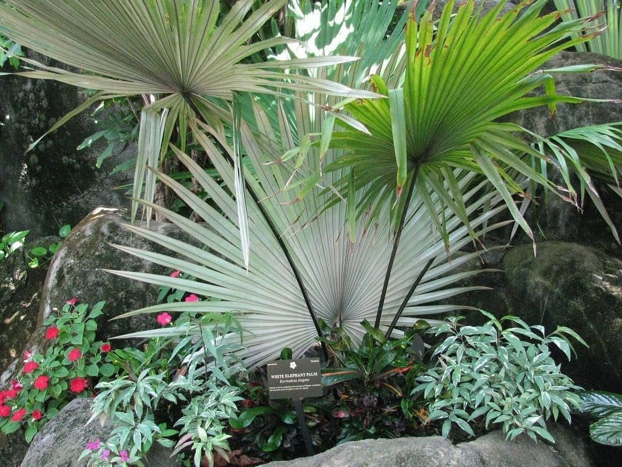 White Elephant Palm - Live Plant in a 3 Gallon Growers Pot - Kerriodoxa ...
