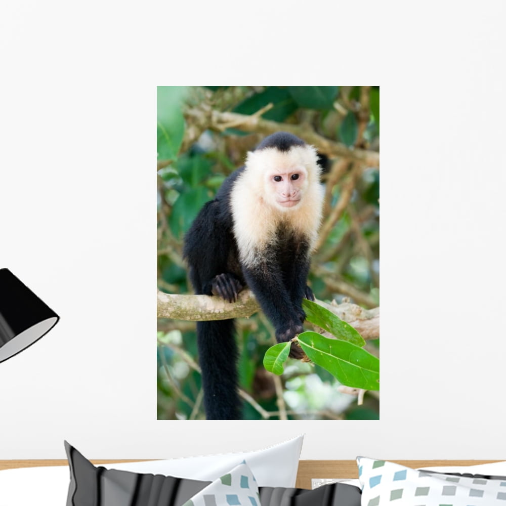 White Faced Capuchin Monkey Wall Mural by Wallmonkeys Peel and Stick ...