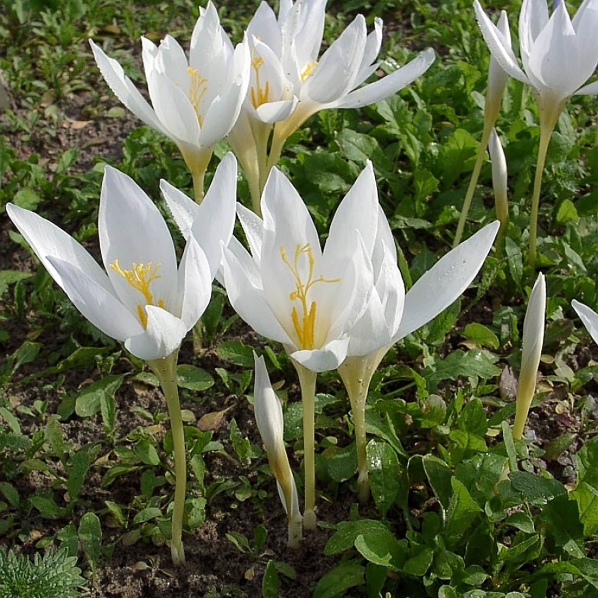 White Fall Blooming Crocus - Speciousus albus - 10 Bulbs - 5/6cm Bulbs ...
