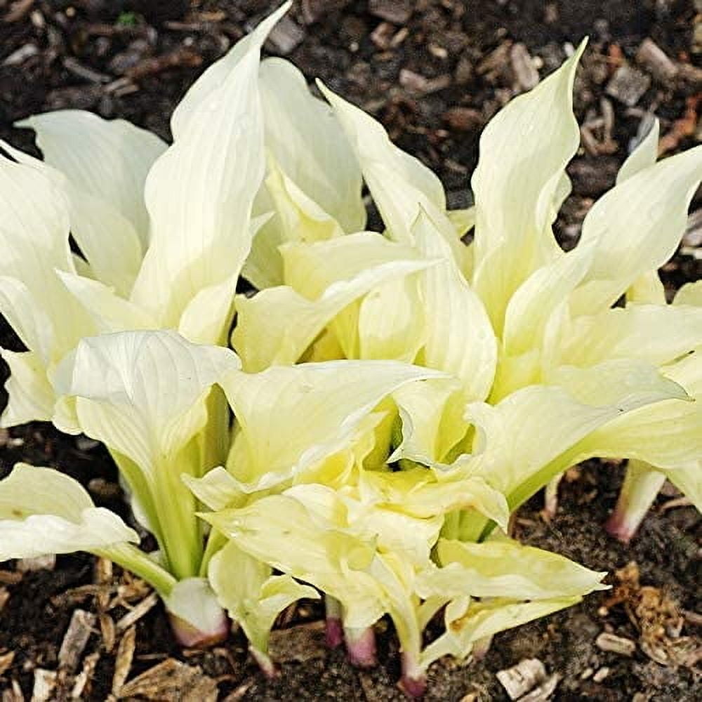 White Feather Hosta Flower Root - Attracts Butterflies and Hummingbirds ...