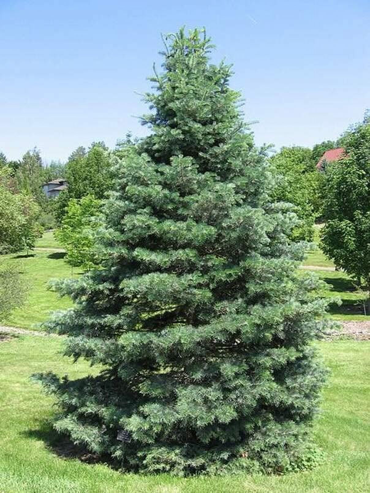 White Fir Seeds for Planting | 30 Seeds | Abies concolor - Walmart.com