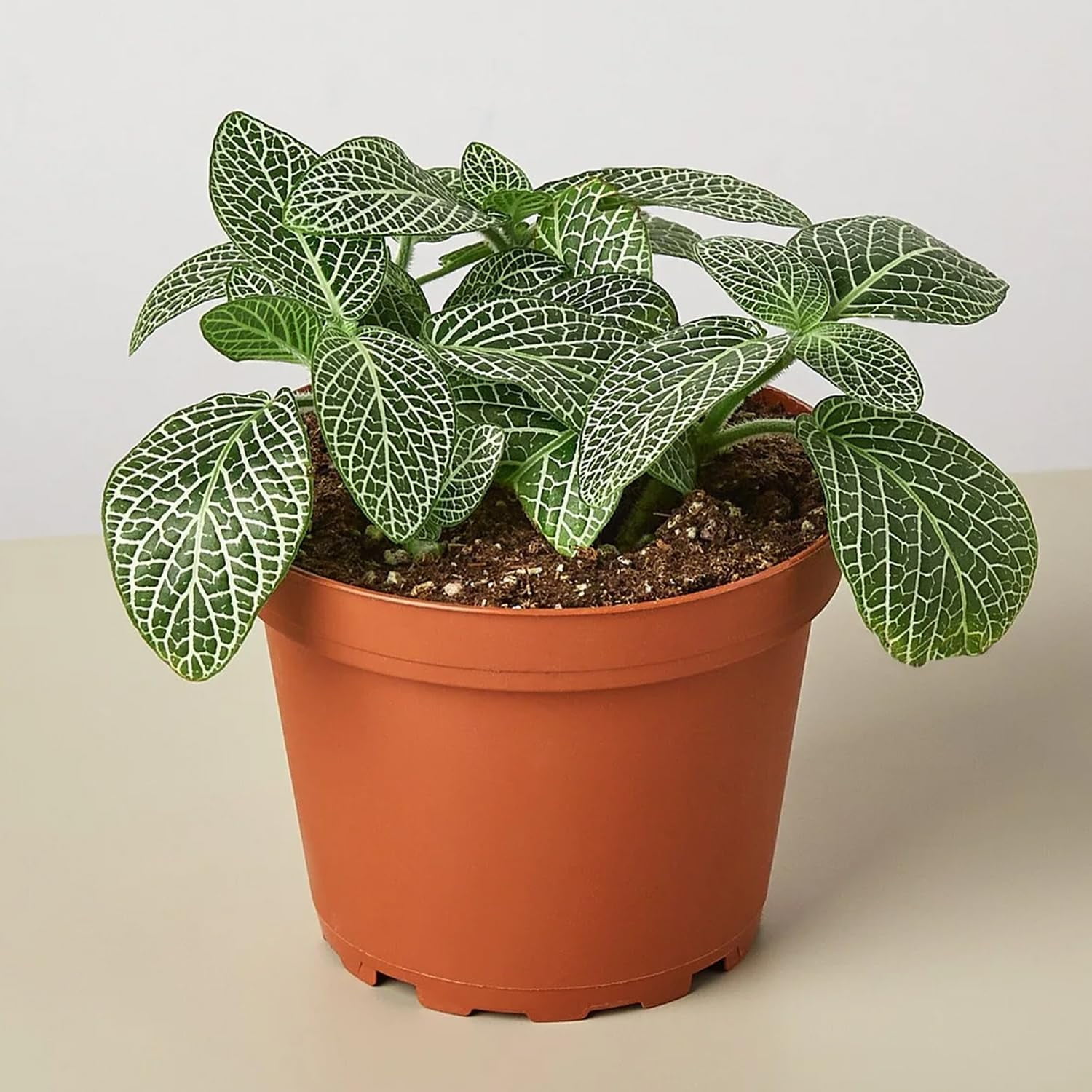 White Fittonia Nerve Plant - Live Plant in a 3 Inch Growers Pot ...