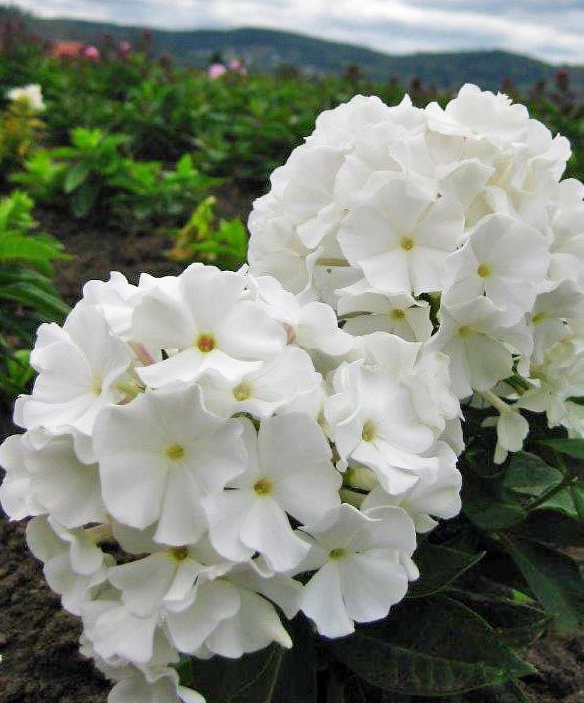 White Flame Compact Phlox - 3 root divisions - Walmart.com