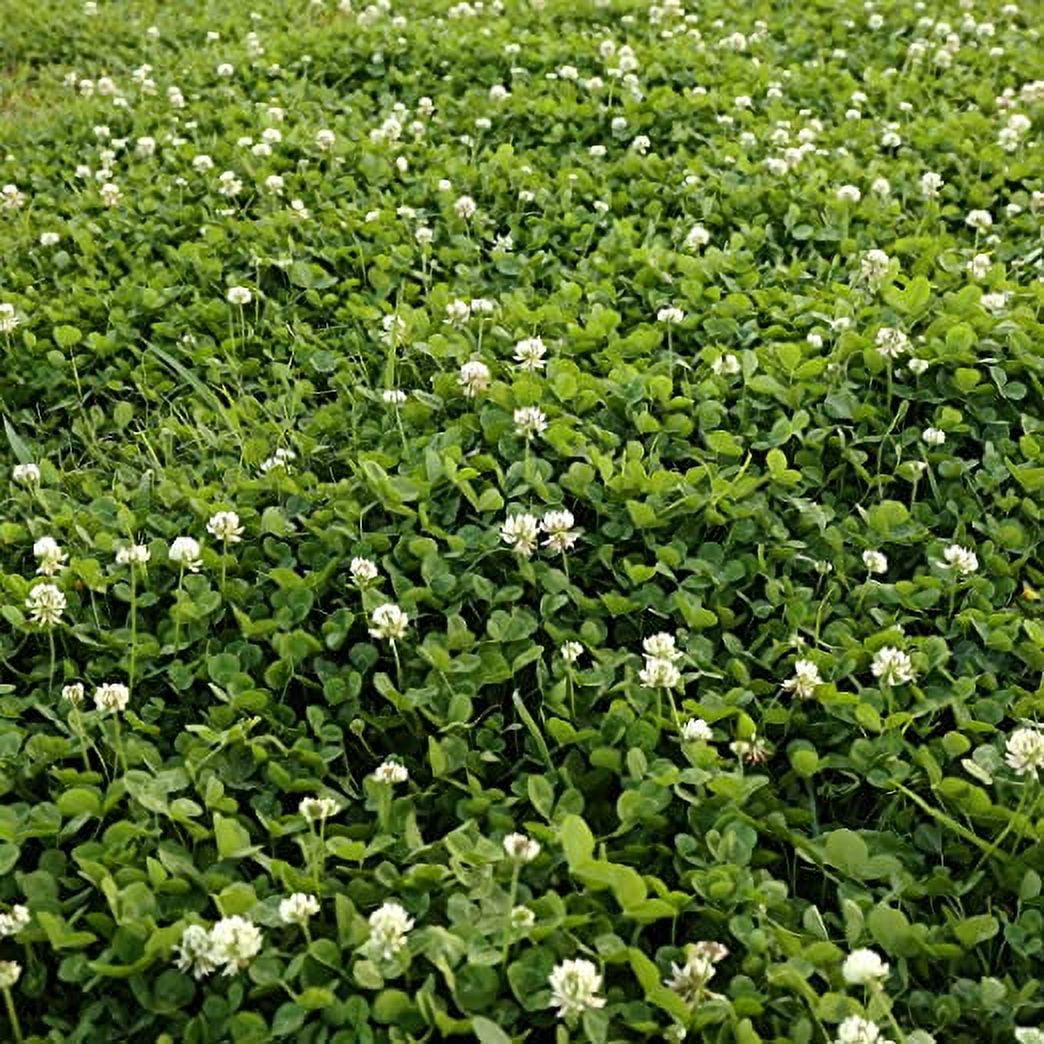 White Flat Dutch Cover Crop Seed - Walmart.com