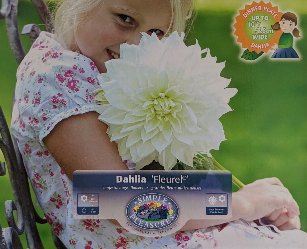 White Fleurel Dinnerplate Dahlia - Pure White! - #1 Size Root Clump ...