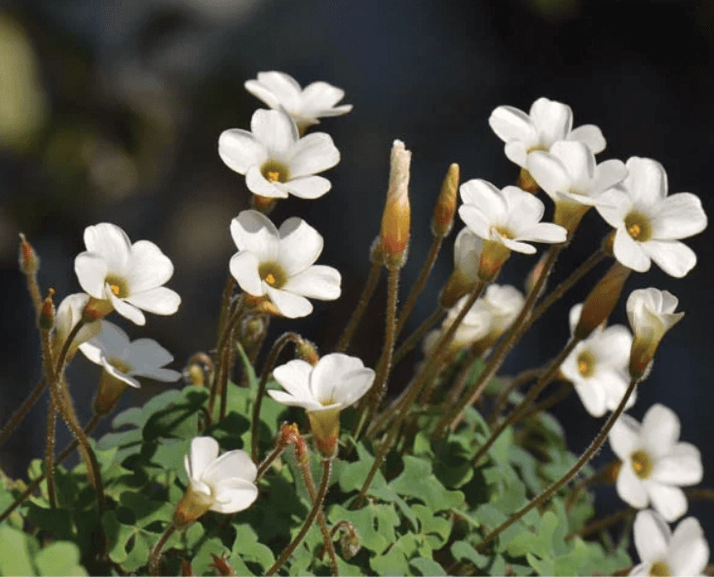 White Flower Oxalis Live Starter Plant for Planting, Oxalis Plant in ...