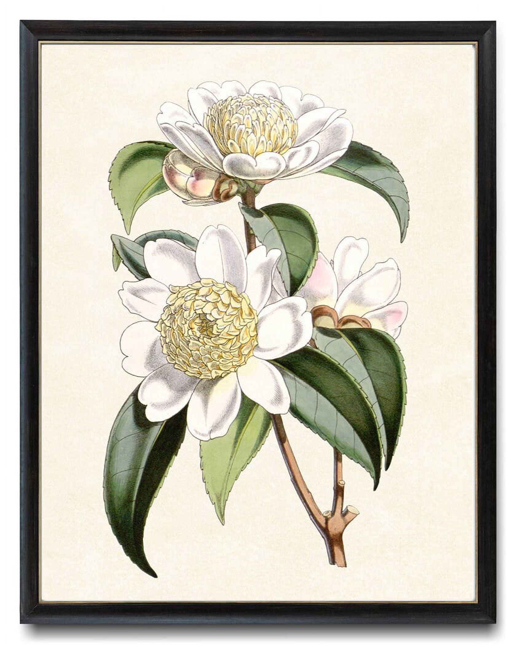 White Flower Printable, 'Camellia Anemoniflora' Vintage Illustration ...
