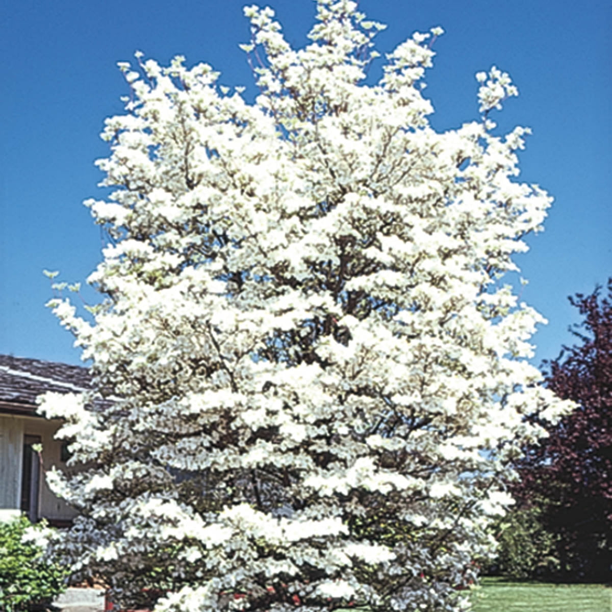 LIVE White Flowering Dogwood Bare Root Starter Tree (1-Pack) - Walmart.com