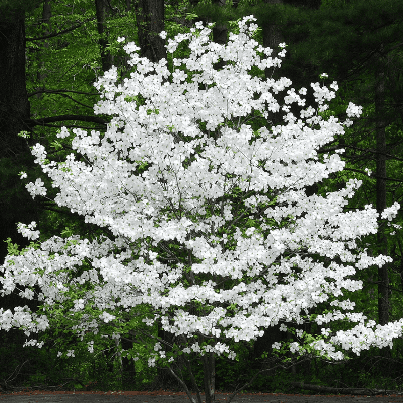 White Flowering Dogwood Tree, Quart Pot, Ornamental Tree for Year-Round ...