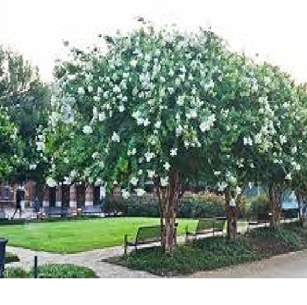 White Flowering Ornamental Crepe Myrtle Trees - Quart Containers ...