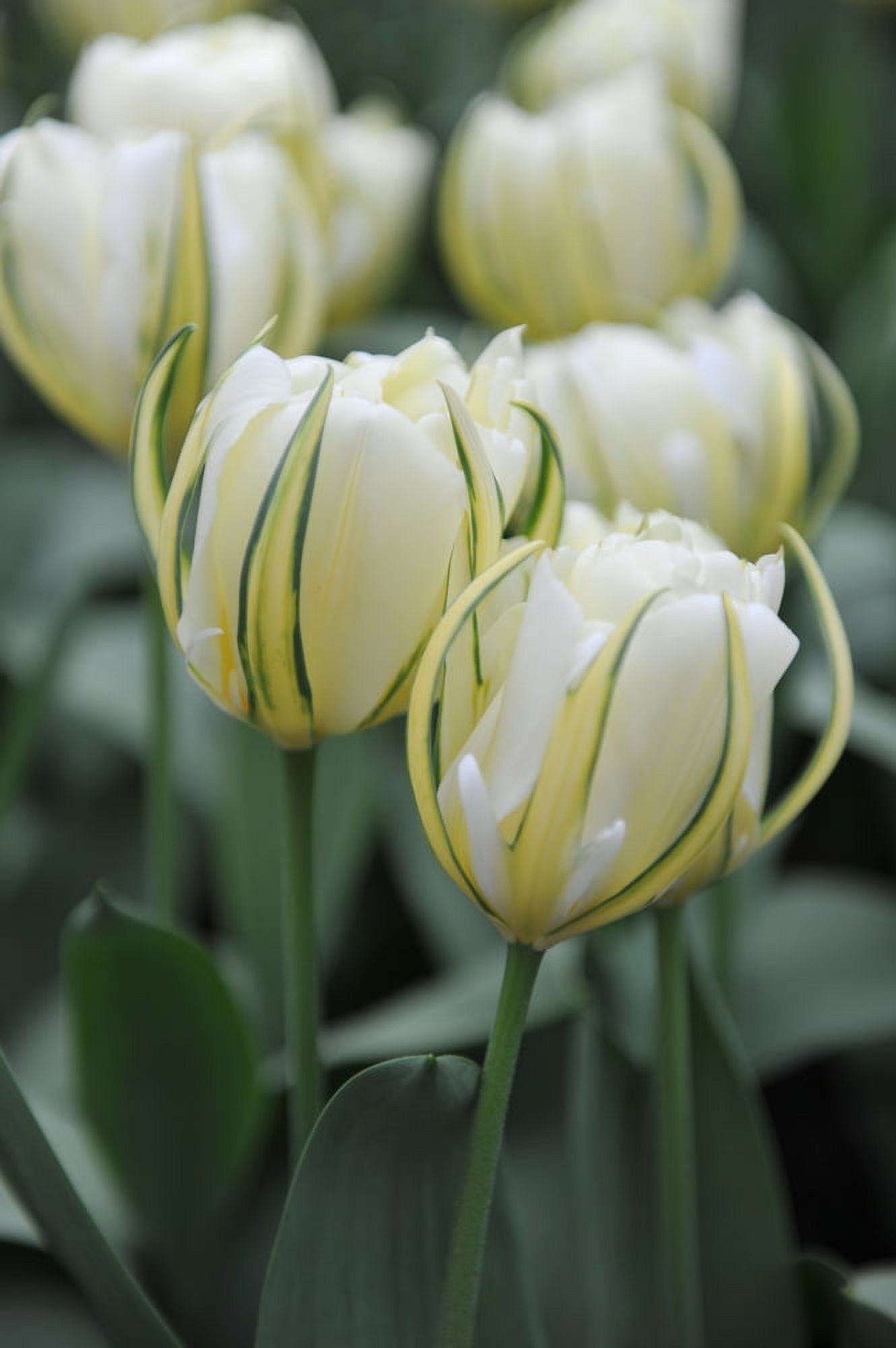 White Fosteriana Emperor Tulip Bulbs for Planting - Easy to Grow ...