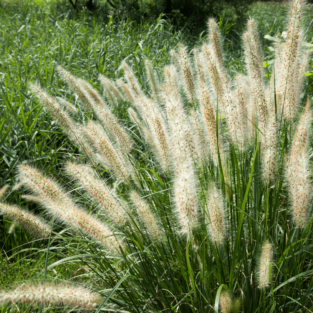 White Fountain Grass Live Plants for Planting Perennial, Tall Fountain ...