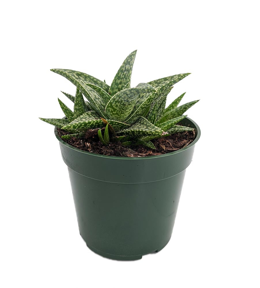 White Fox Aloe Plant - 4" Pot - Succulent - Walmart.com