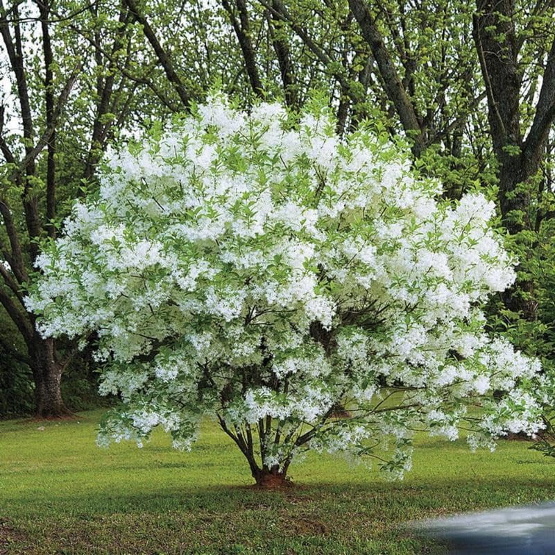 White Fringe Tree Live Plant, 6-10'' Tall White Fringe Tree Perennial ...