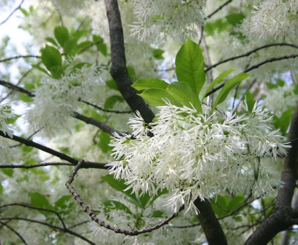 White Fringe Tree Live Plant 7-12" Tall in Quart Pot - Chionanthus ...