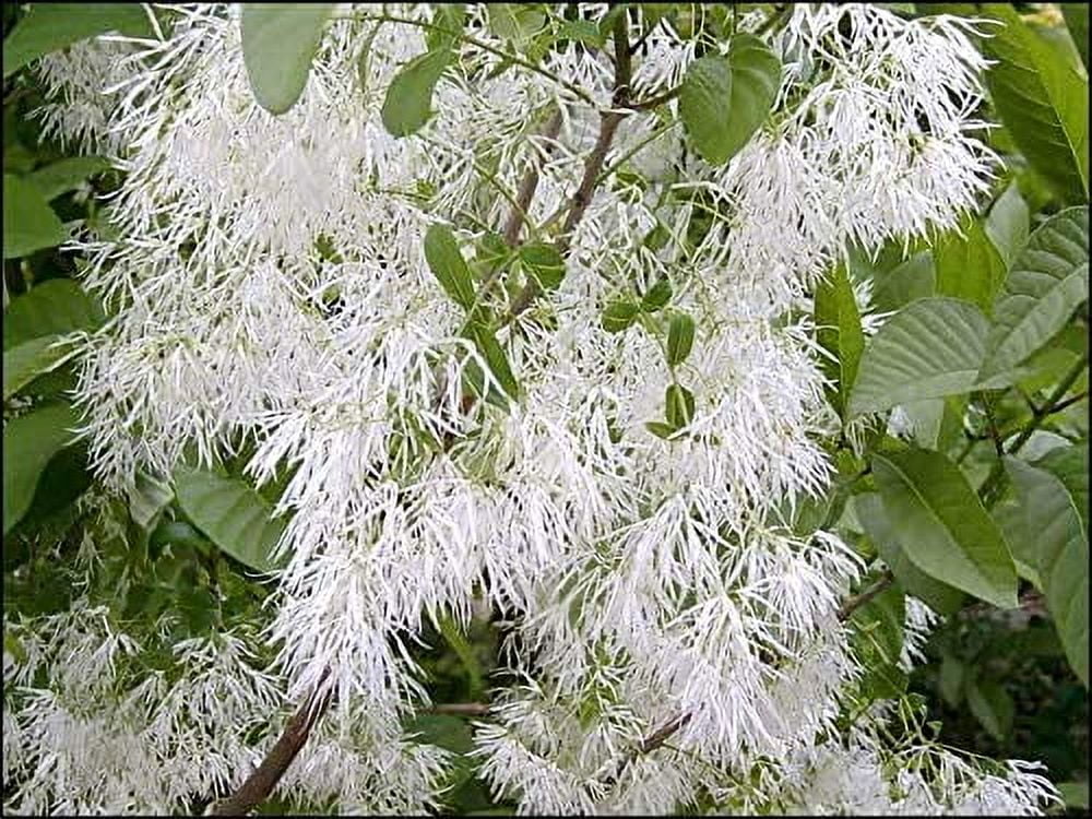 CZ Grain 30 White Fringe Tree Chionanthus Virginicus Plant Seeds ...