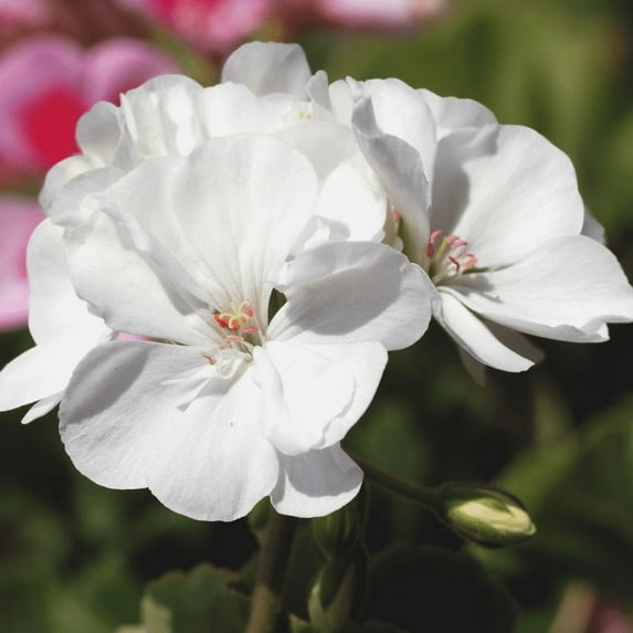 White Geranium Plants, Geraniums Plant, 3 to 6 Inch Tall, Geranium Live ...