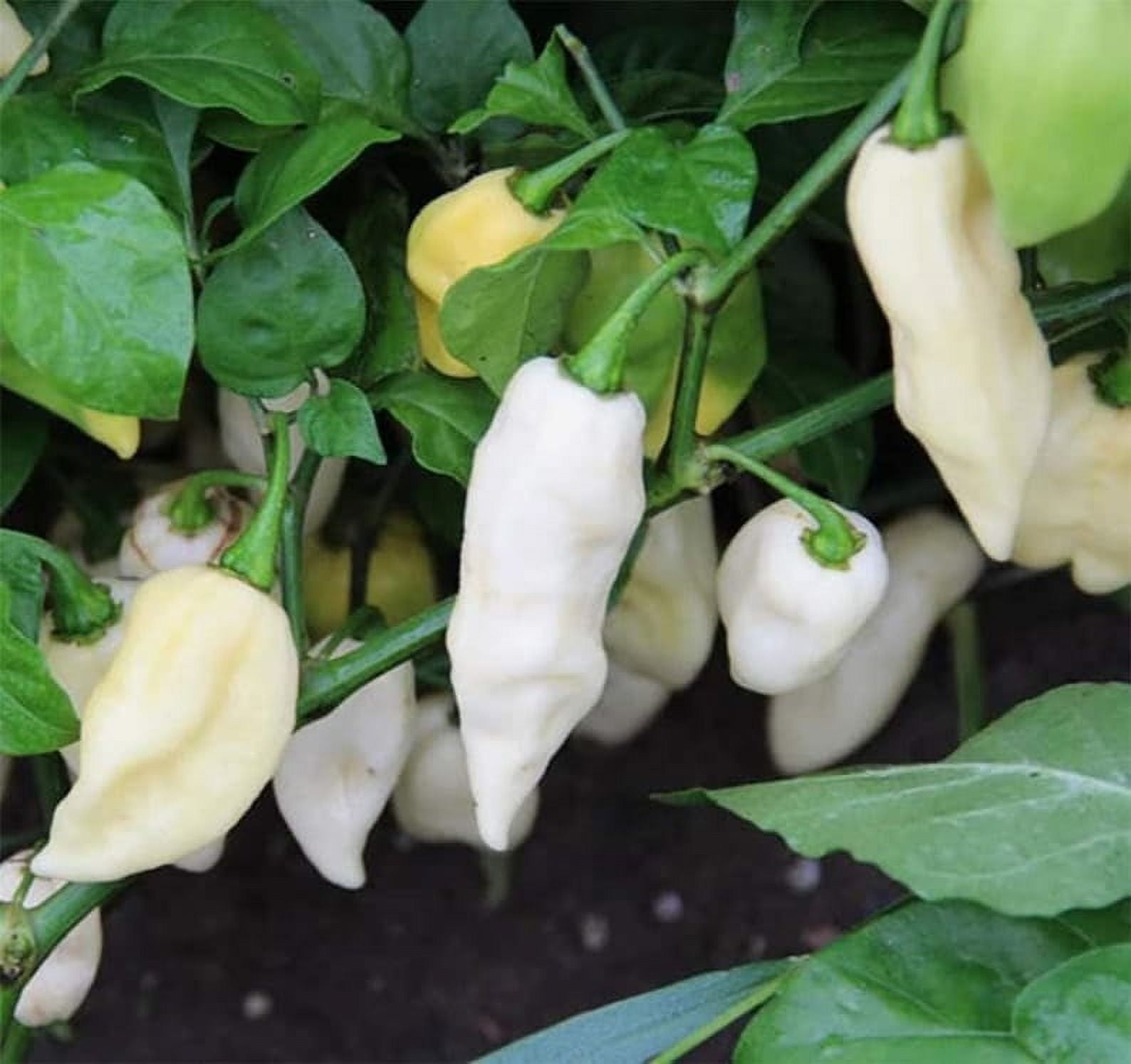 White Ghost Pepper Bhut Jolokia Heirloom Premium Seed Packet - Walmart.com