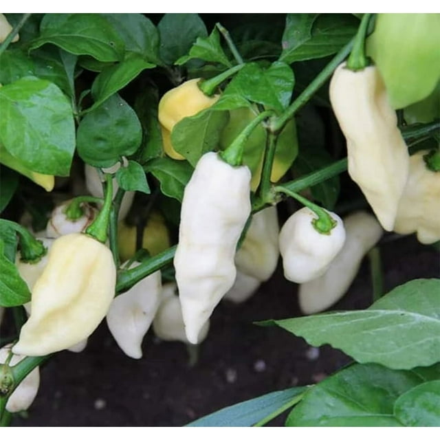 White Ghost Pepper Bhut Jolokia Heirloom Premium Seed Packet - Walmart.com