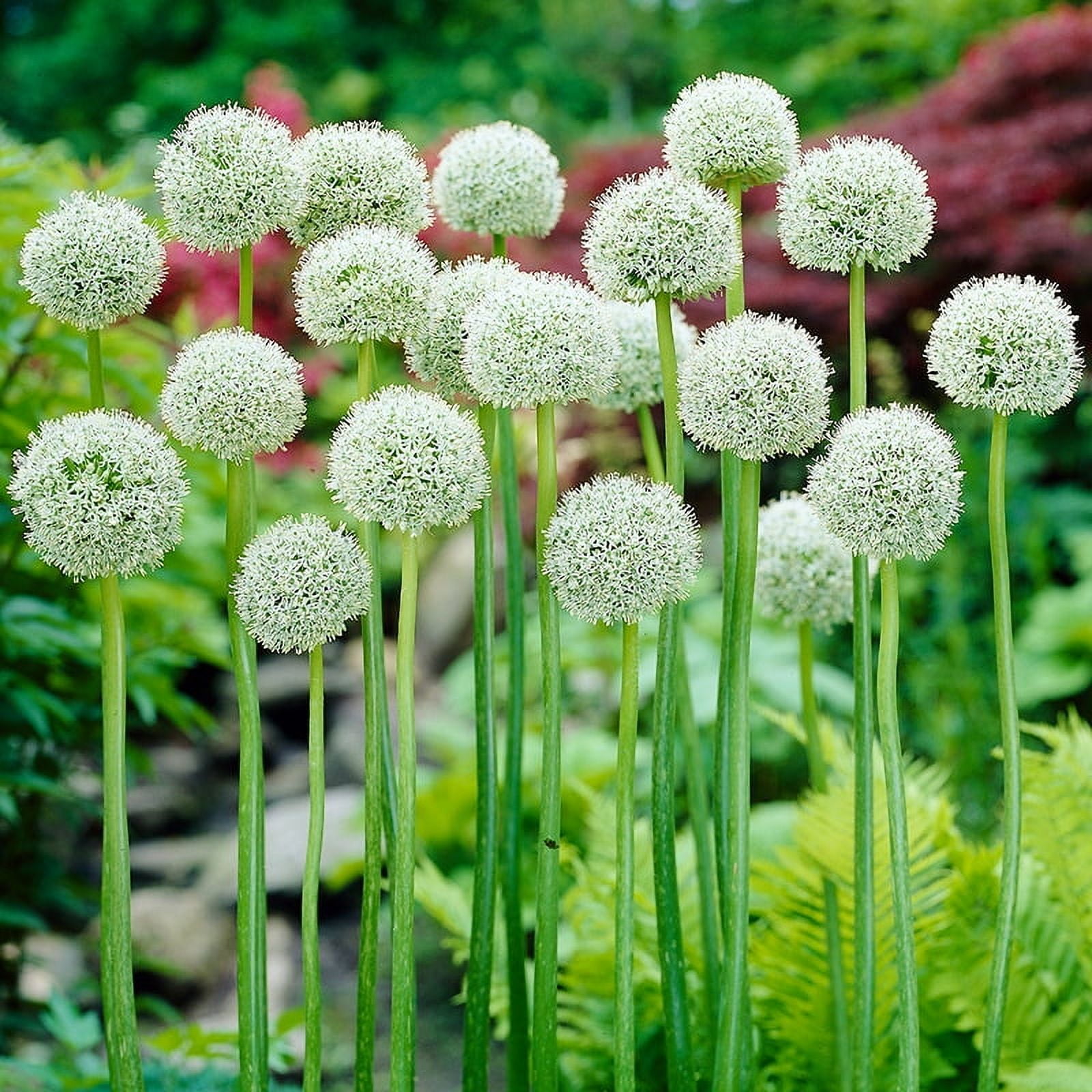 White Giant Allium Flower Bulb - Attracts Butterflies and Hummingbirds ...