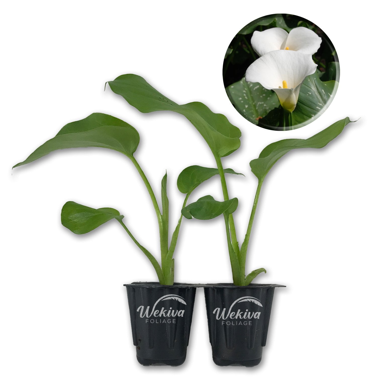 White Giant Calla Lily - 2 Live Starter Plants in 2 Inch Pots ...