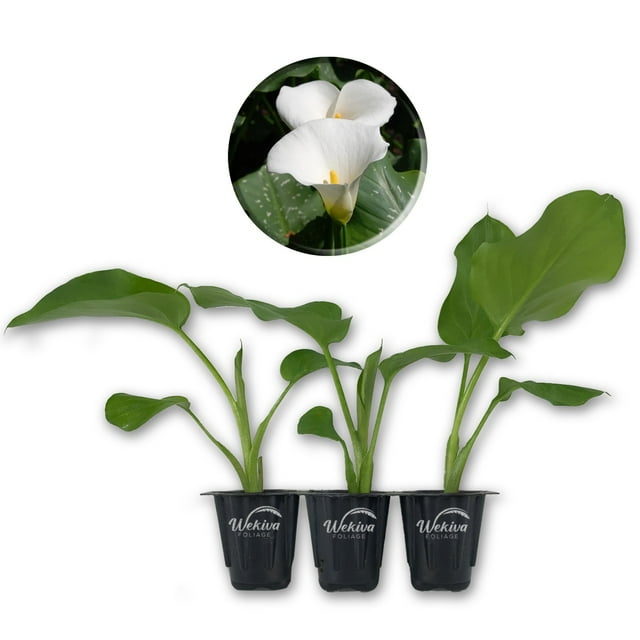 White Giant Calla Lily - 3 Live Starter Plants in 2 Inch Pots ...