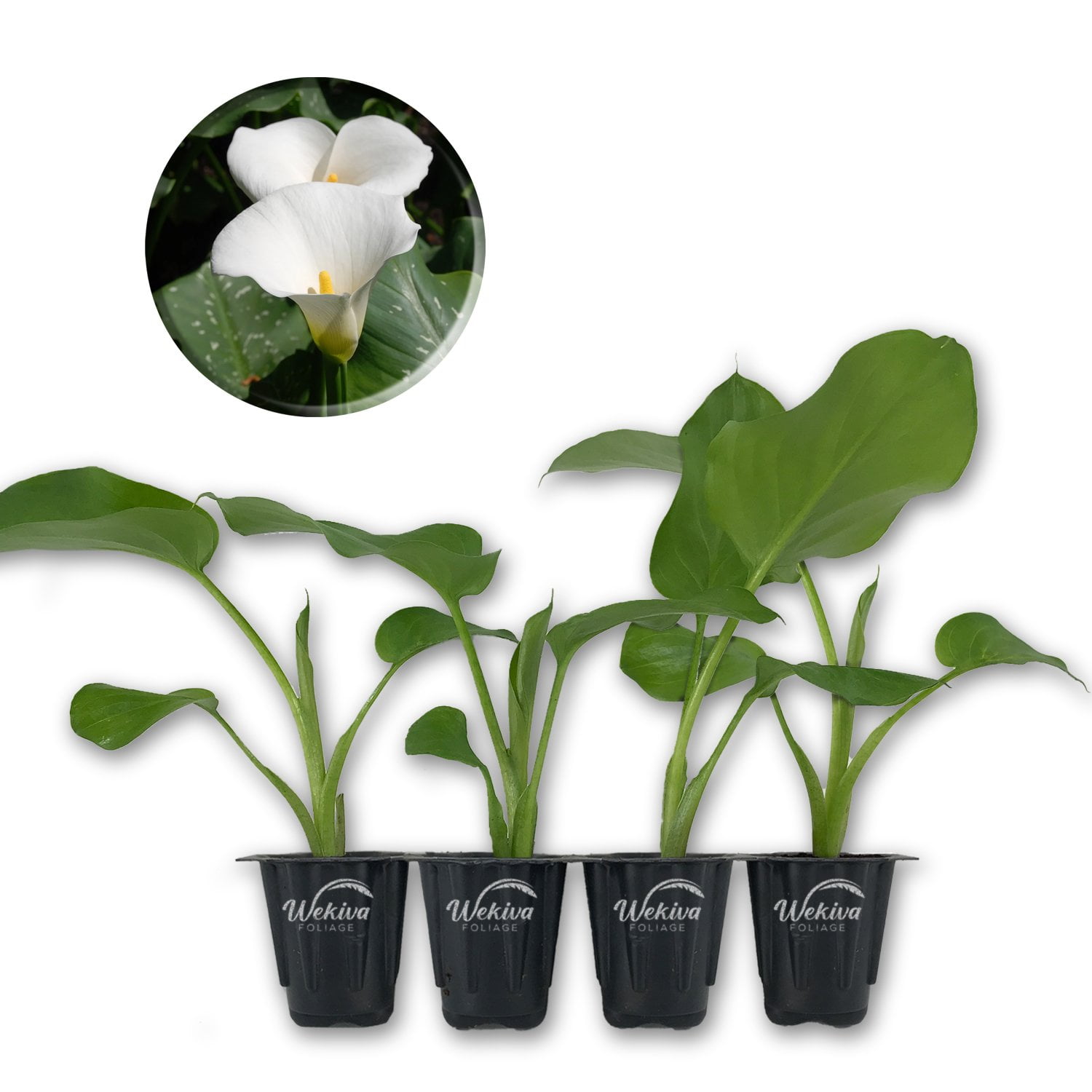 White Giant Calla Lily - 4 Live Starter Plants - Zantedeschia ...
