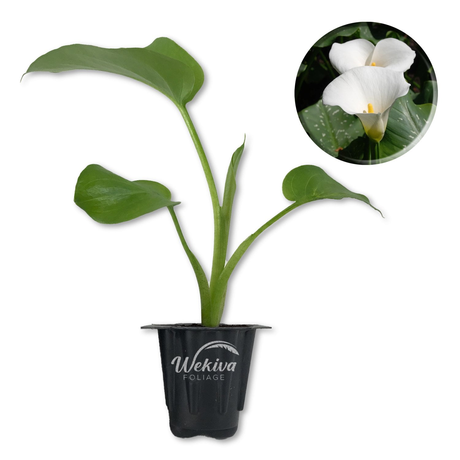 White Giant Calla Lily - Live Starter Plant in a 2 Inch Pot ...