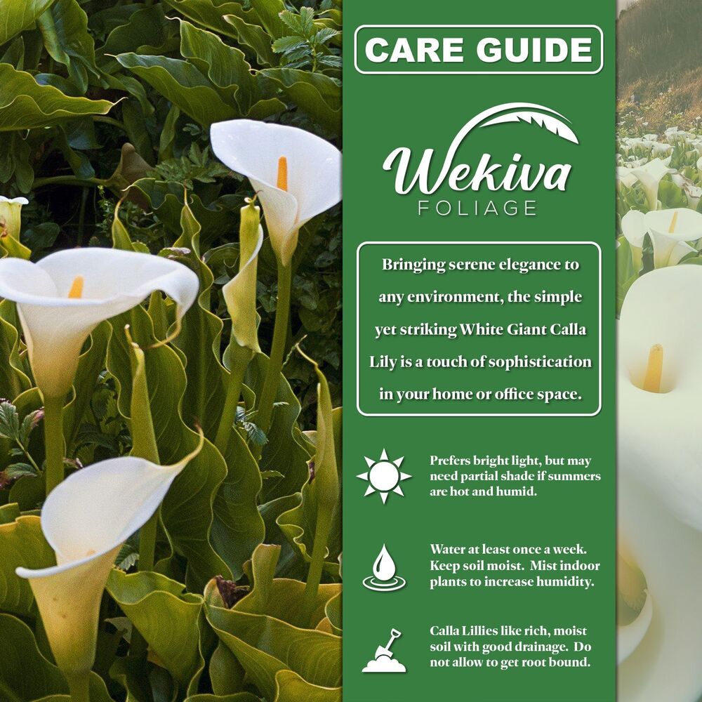 White Giant Calla Lily - Live Starter Plants in 2 Inch Pots - Walmart.com