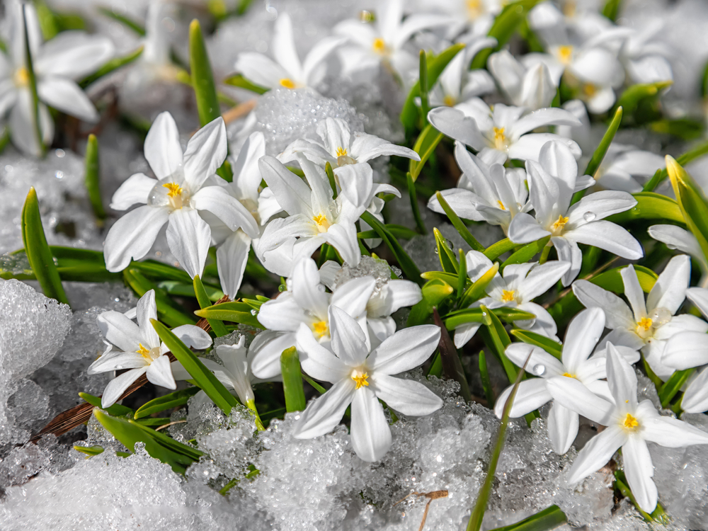 White Glory of The Snow Bulbs for Planting - Alba Chionodoxa Luciliae ...