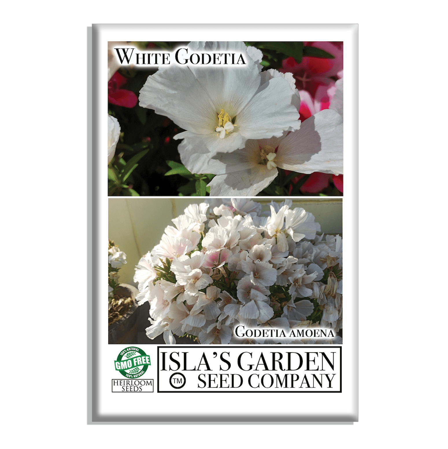 White Godetia Flower Seeds,1500 Seeds Per Packet, Isla's Garden Seeds ...