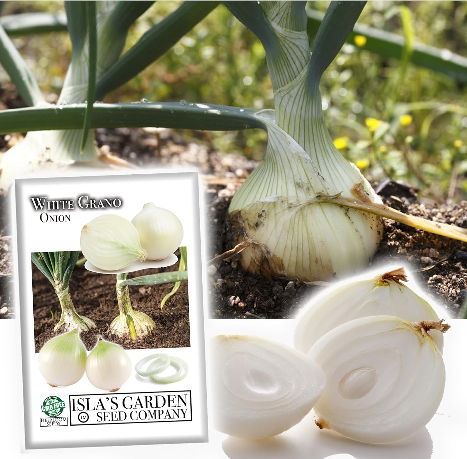 White Grano Onion Seeds (Allium cepa) – 500+ Heirloom Non-GMO Seeds by ...