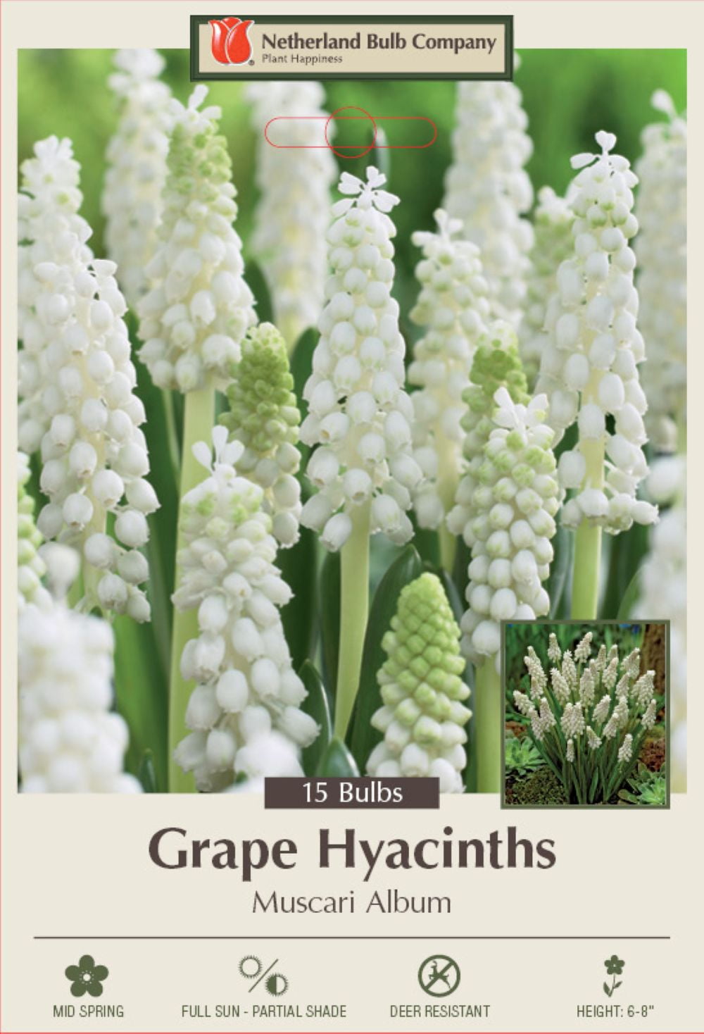 White Grape Hyacinth - Muscari album - Very Hardy - 6/+ cm - 15 Bulbs ...