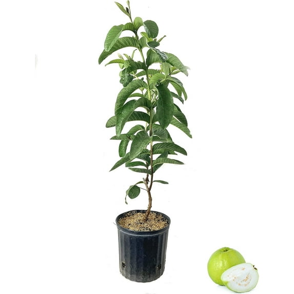 White Guava Tree - Live Tree in a 3 Gallon Pot - 1-2 Feet Tall ...
