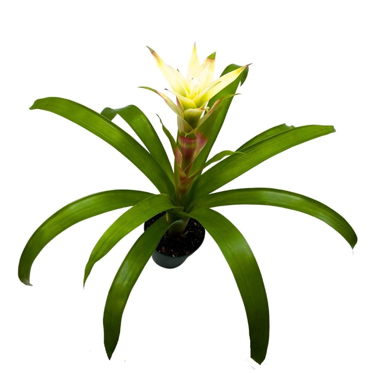 White Guzmania Bromeliad, 4 inch, Flowering Indoor Plant Rare Color ...