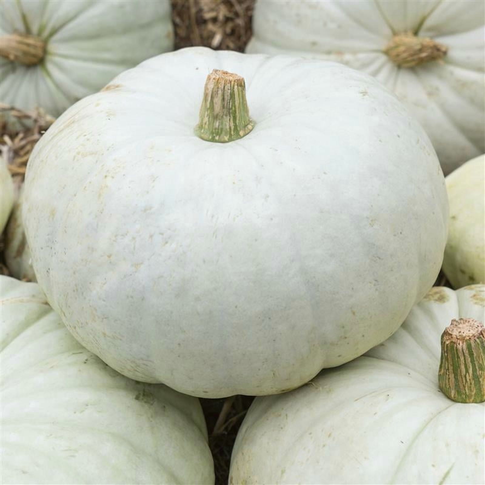 White Harvest F1 Hybrid Pumpkin 5 Lb ~16,000 Seeds – Cucurbita maxima ...